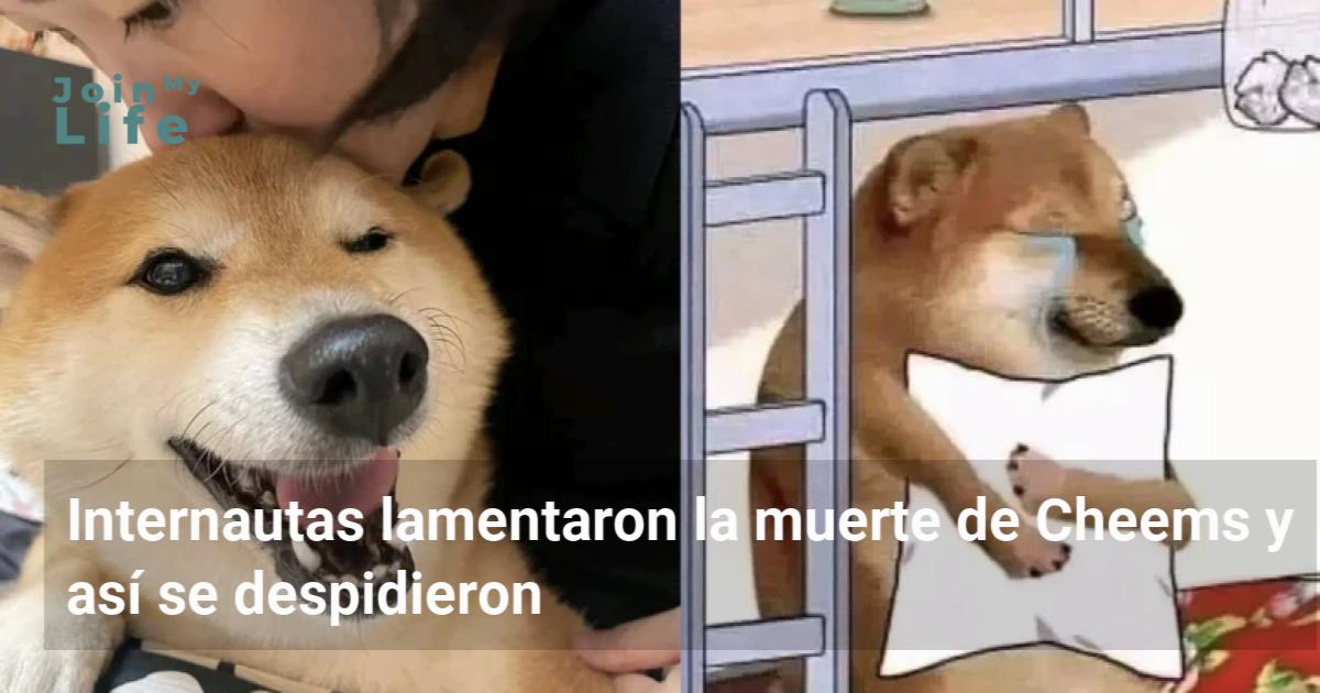 Internautas lamentaron la muerte de Cheems y así se despidieron - Join ...